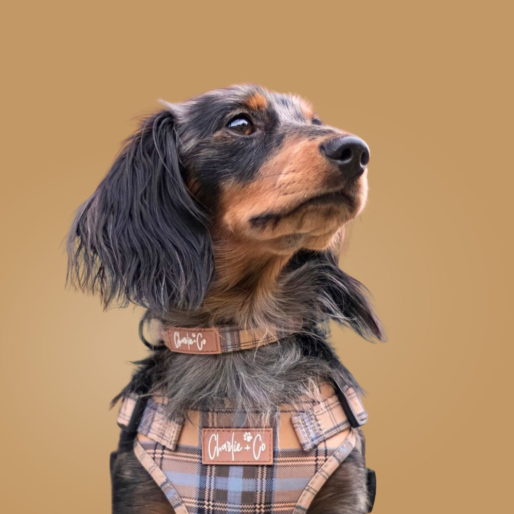 Charlie + Co - The Dog Brand