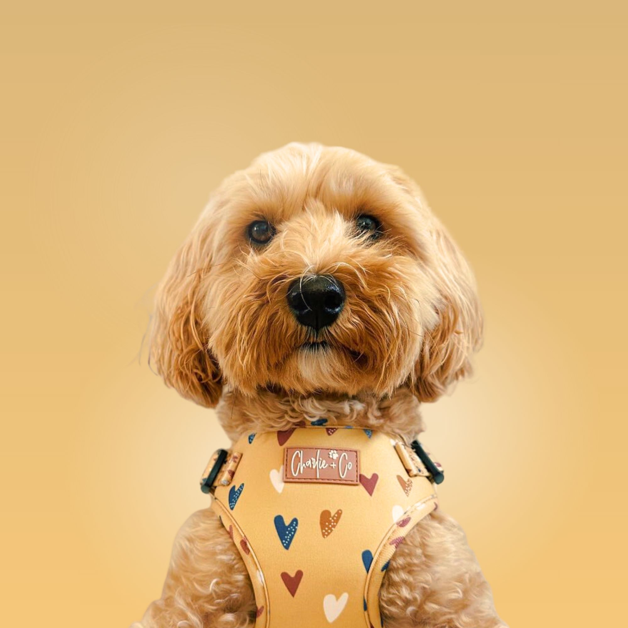 Charlie + Co - The Dog Brand